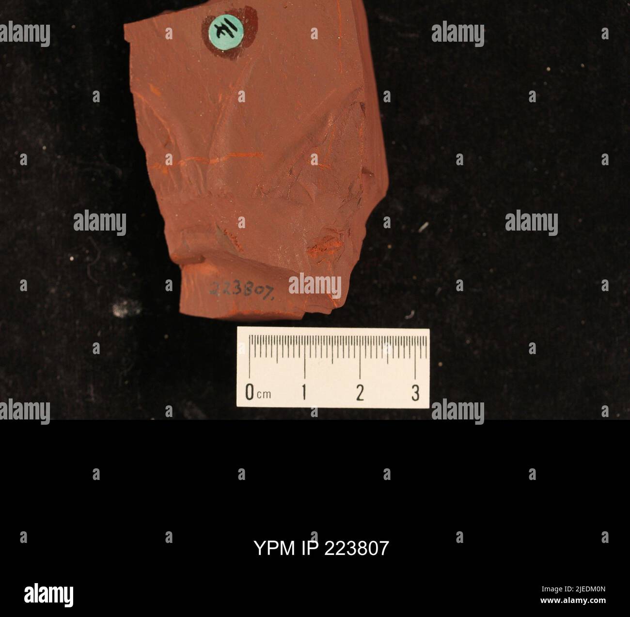 Undet blattaria hi-res stock photography and images - Alamy