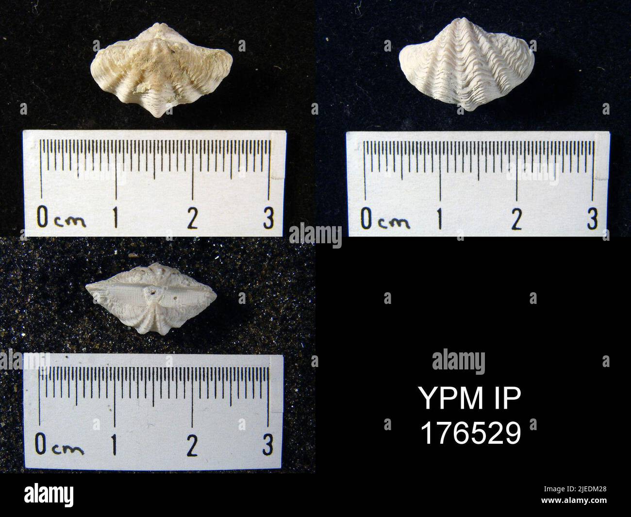 1955 animalia hi-res stock photography and images - Alamy