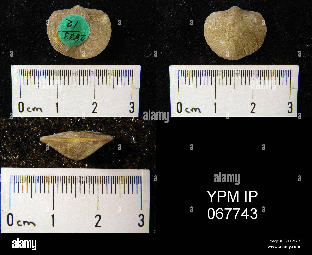 Dalmanella subcarinata Hall, 1857 Stock Photo - Alamy