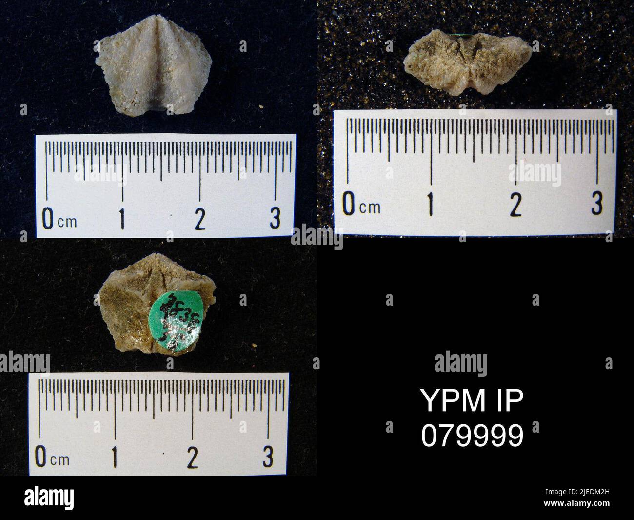 Megakozlowskiella perlamellosa Hall, 1857 Stock Photo - Alamy