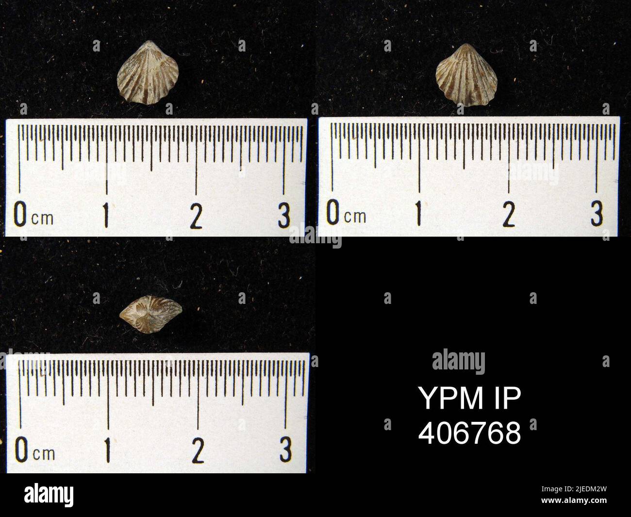 1825 animalia hi-res stock photography and images - Alamy