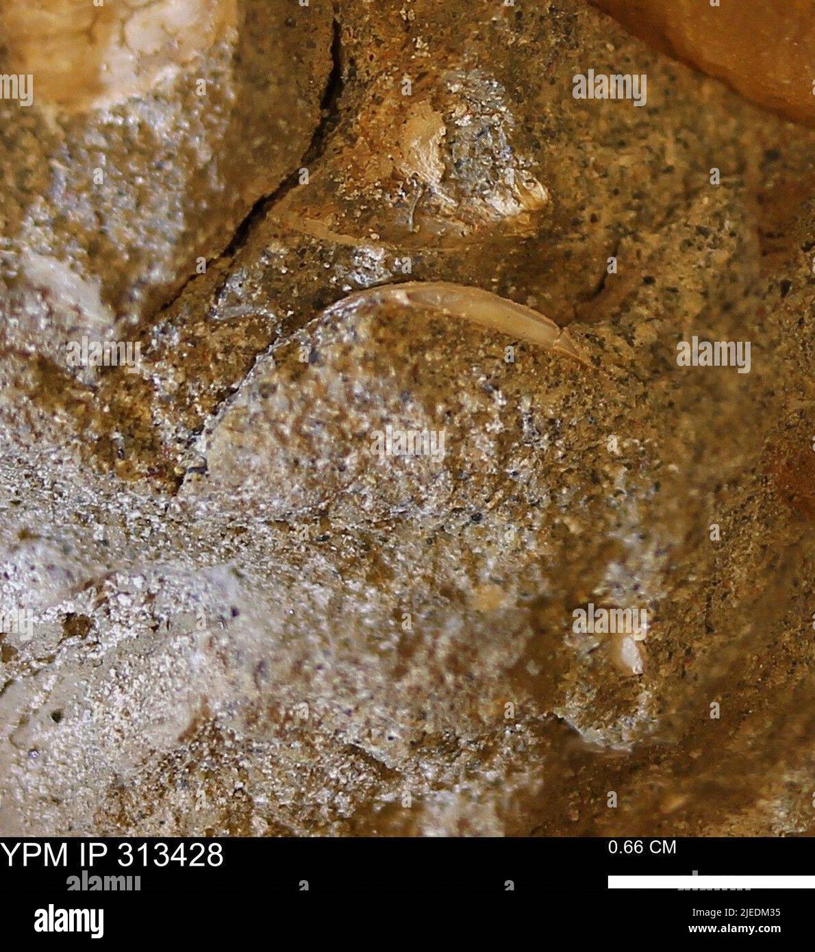 Corbicula sp hi-res stock photography and images - Alamy