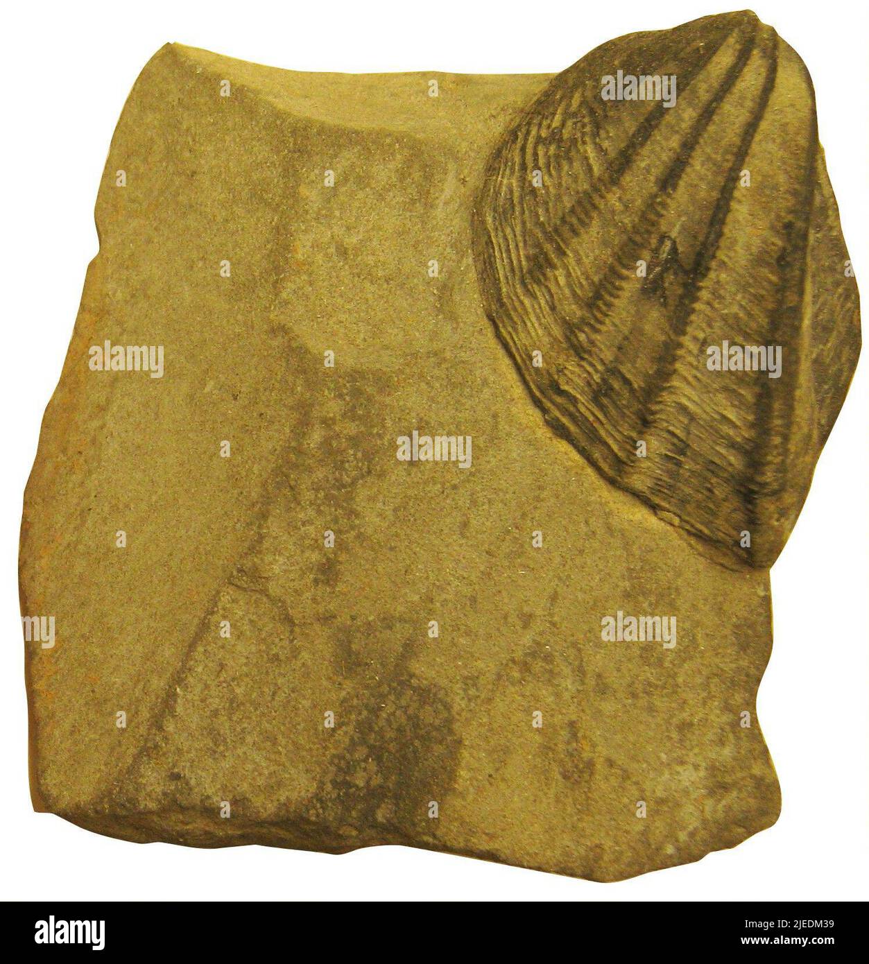 Myophoria curvirostris animalia hi-res stock photography and images - Alamy