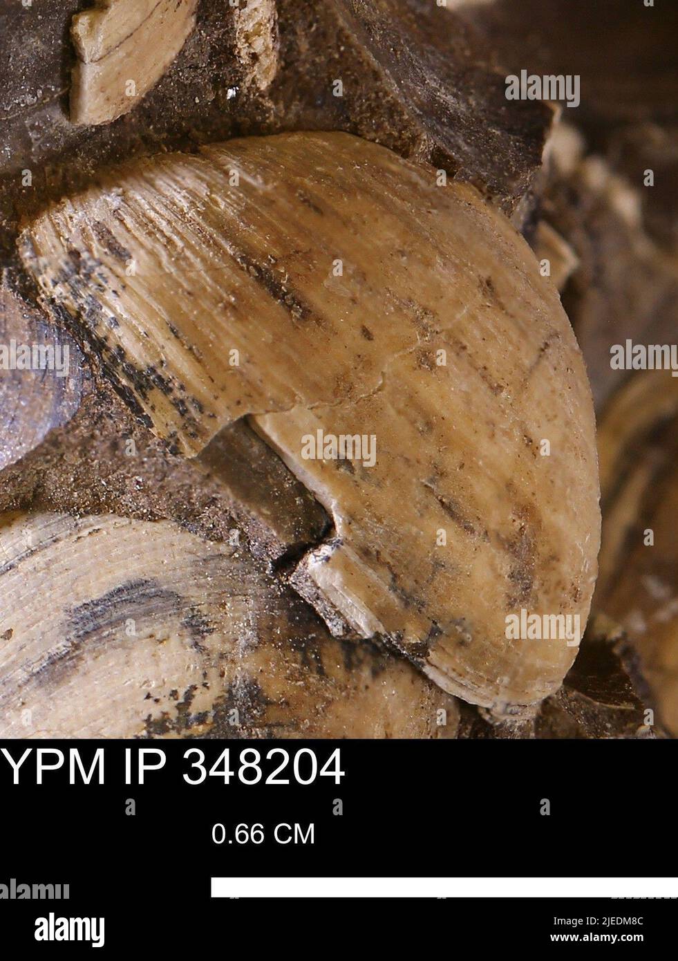 Undet bivalvia animalia hi-res stock photography and images - Alamy