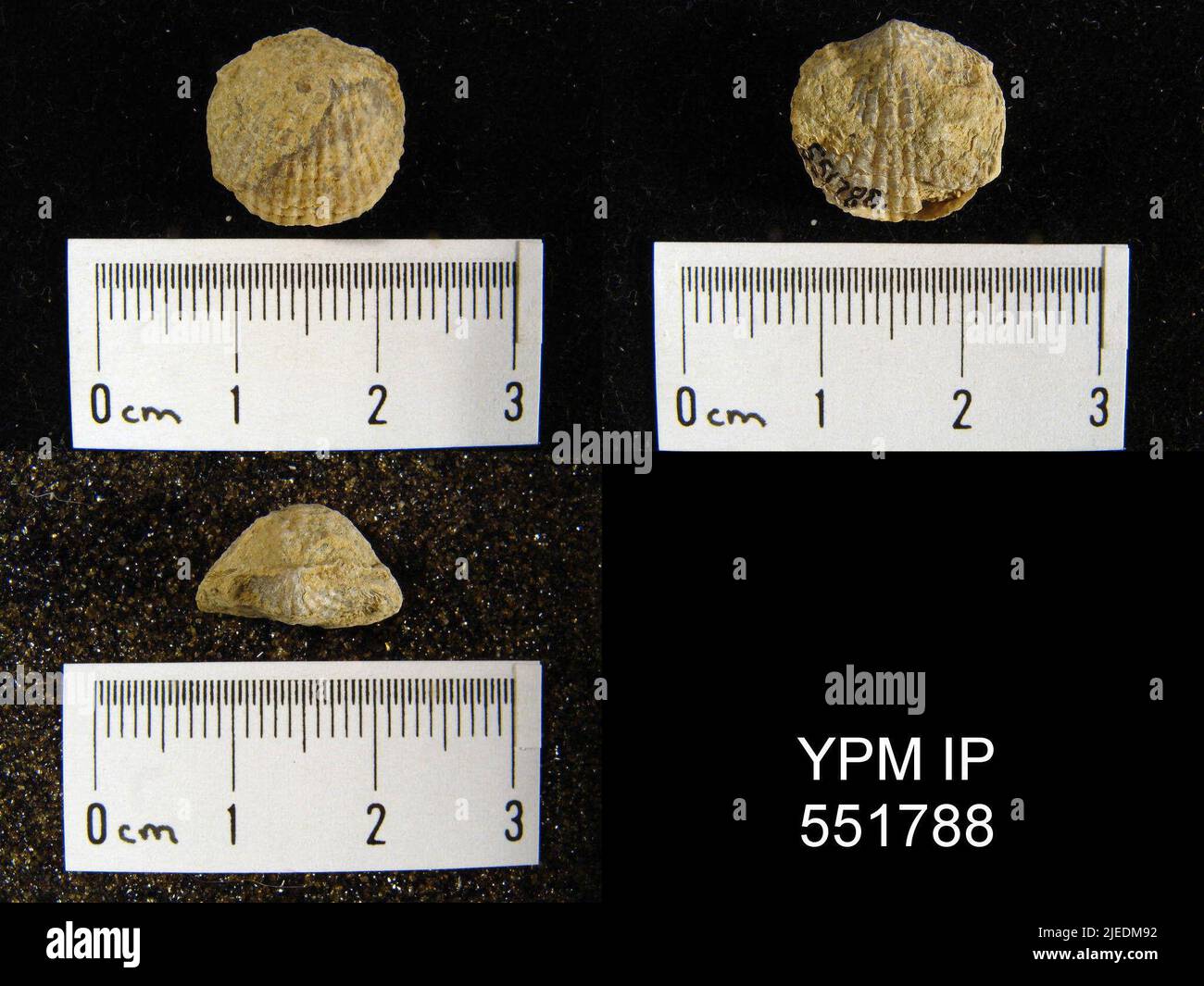 Amsden hi-res stock photography and images - Alamy