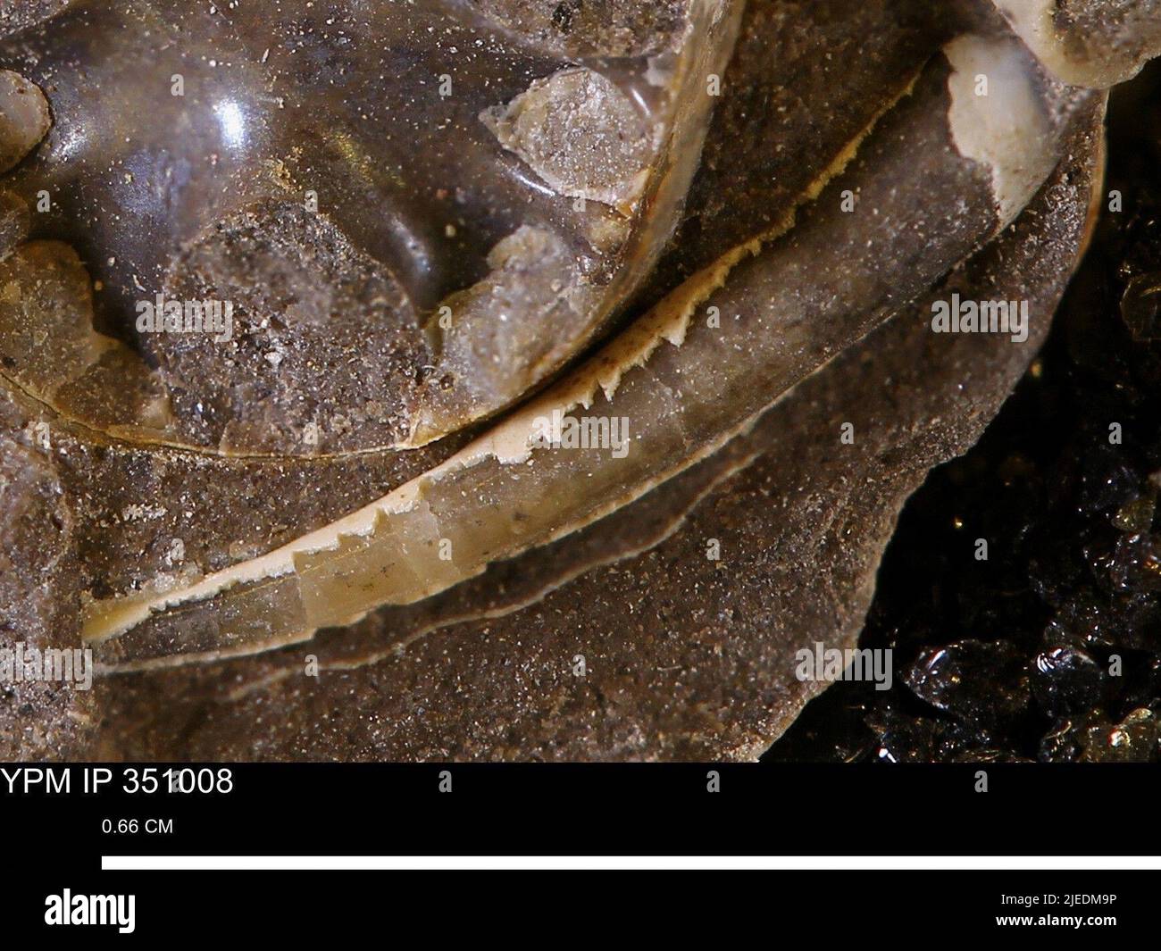 Scaphopoda tusk shells hi-res stock photography and images - Alamy