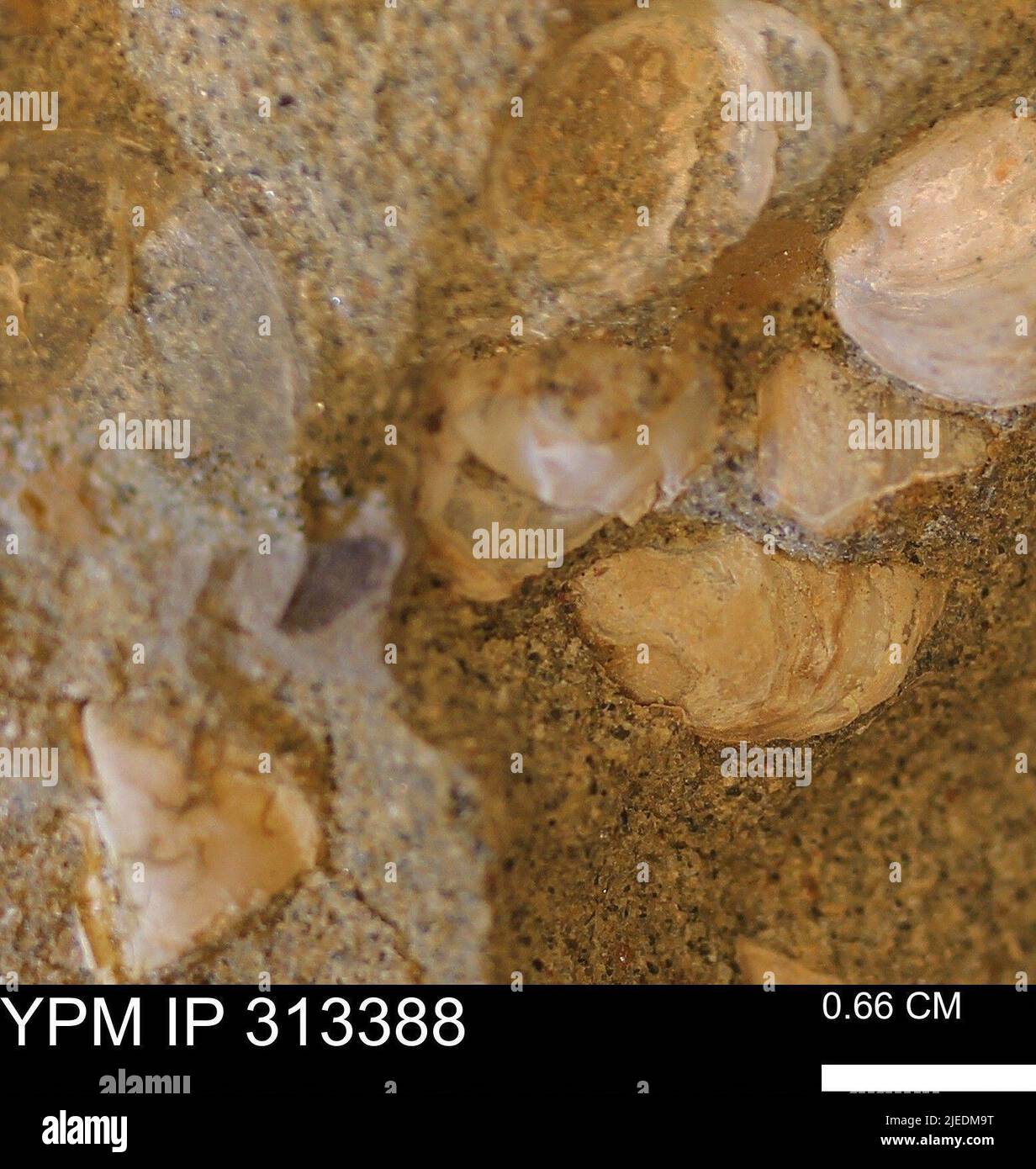 Corbicula sp animalia hi-res stock photography and images - Alamy