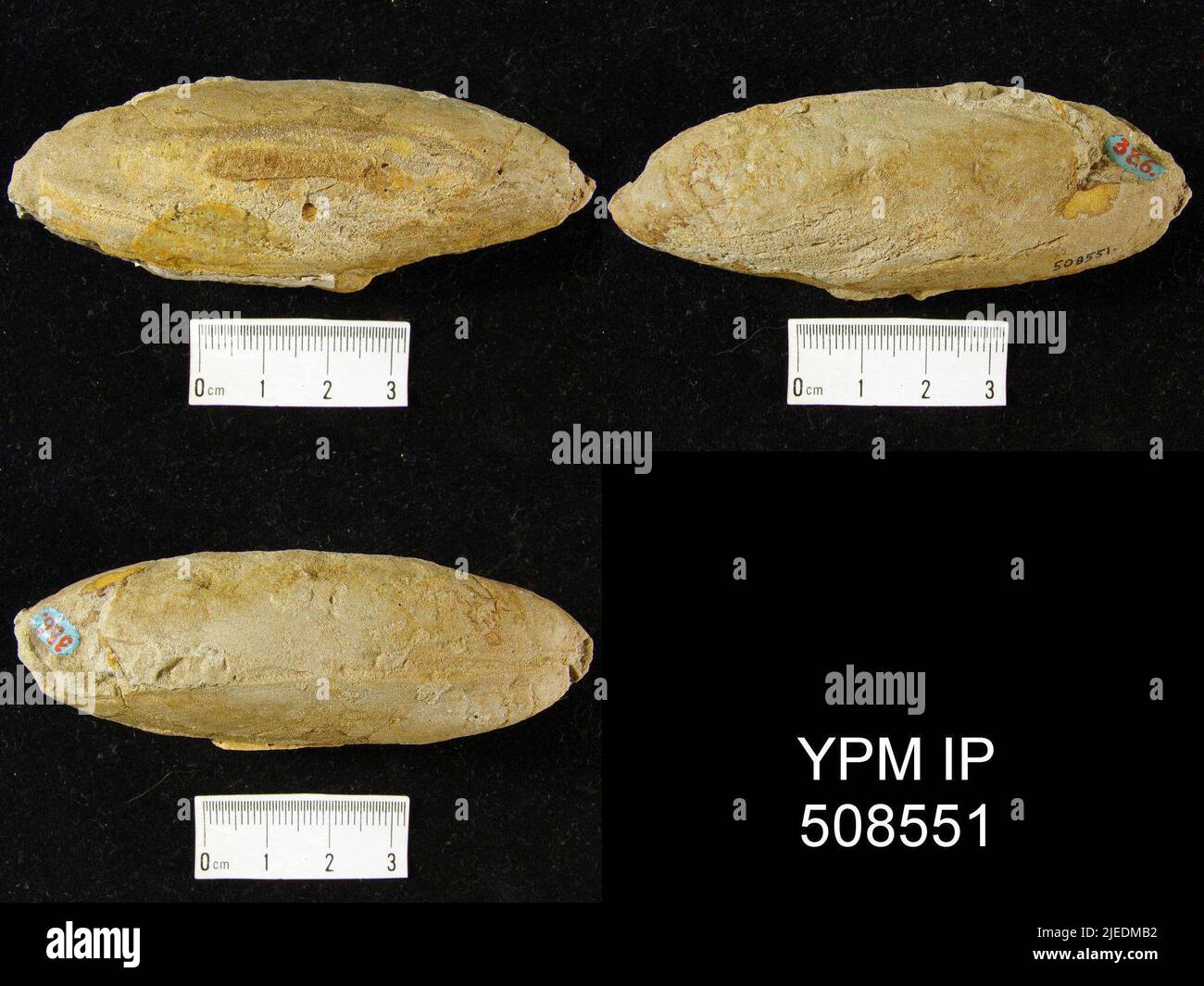 Modiola (Mytilops) metella Hall Stock Photo - Alamy