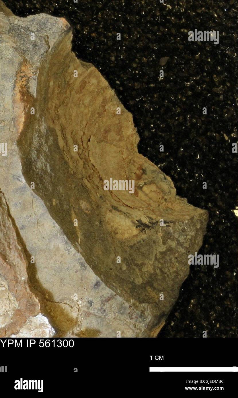 Inoceramus sp animalia hi-res stock photography and images - Alamy