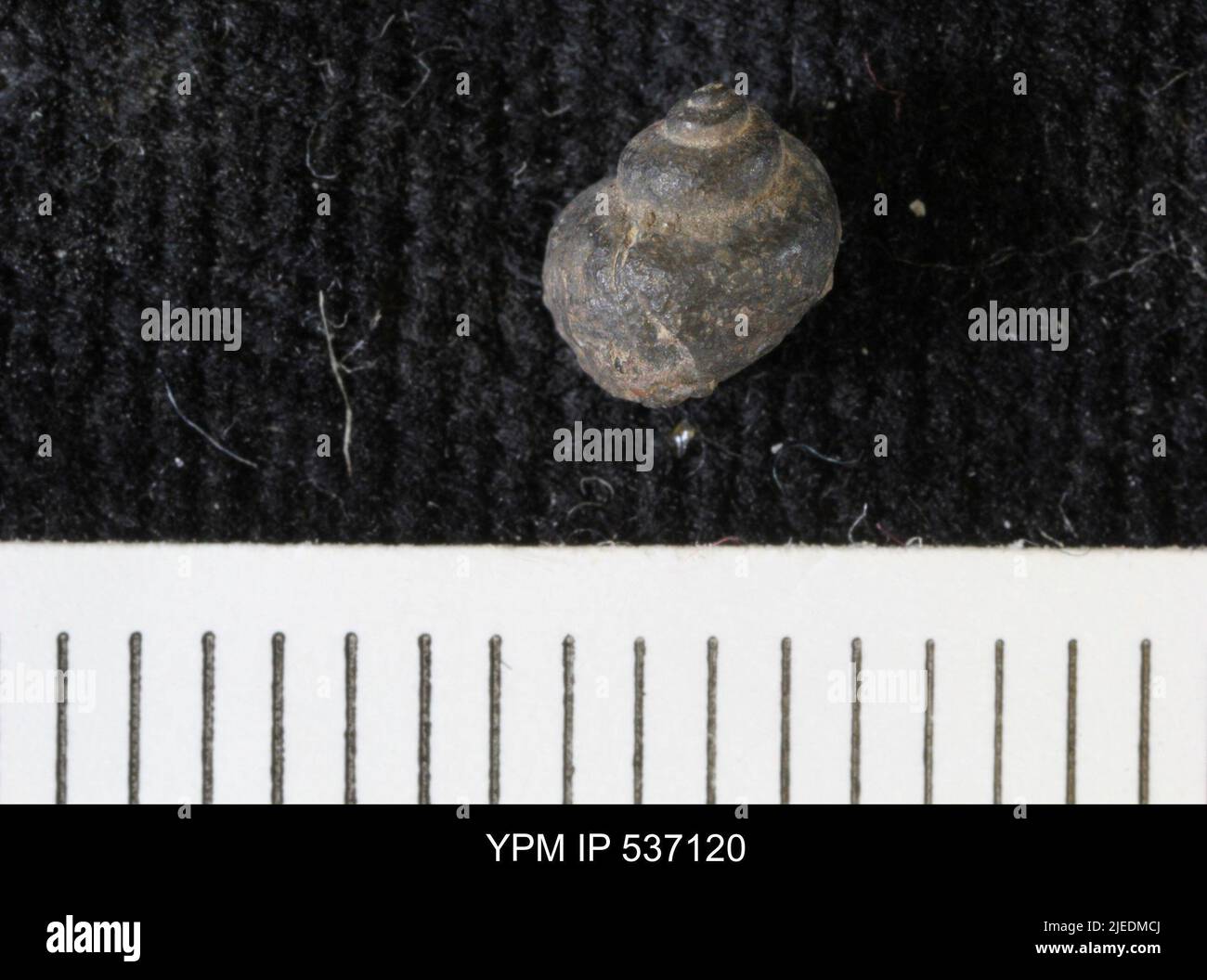Viviparus montanaensis stanton hi-res stock photography and images - Alamy