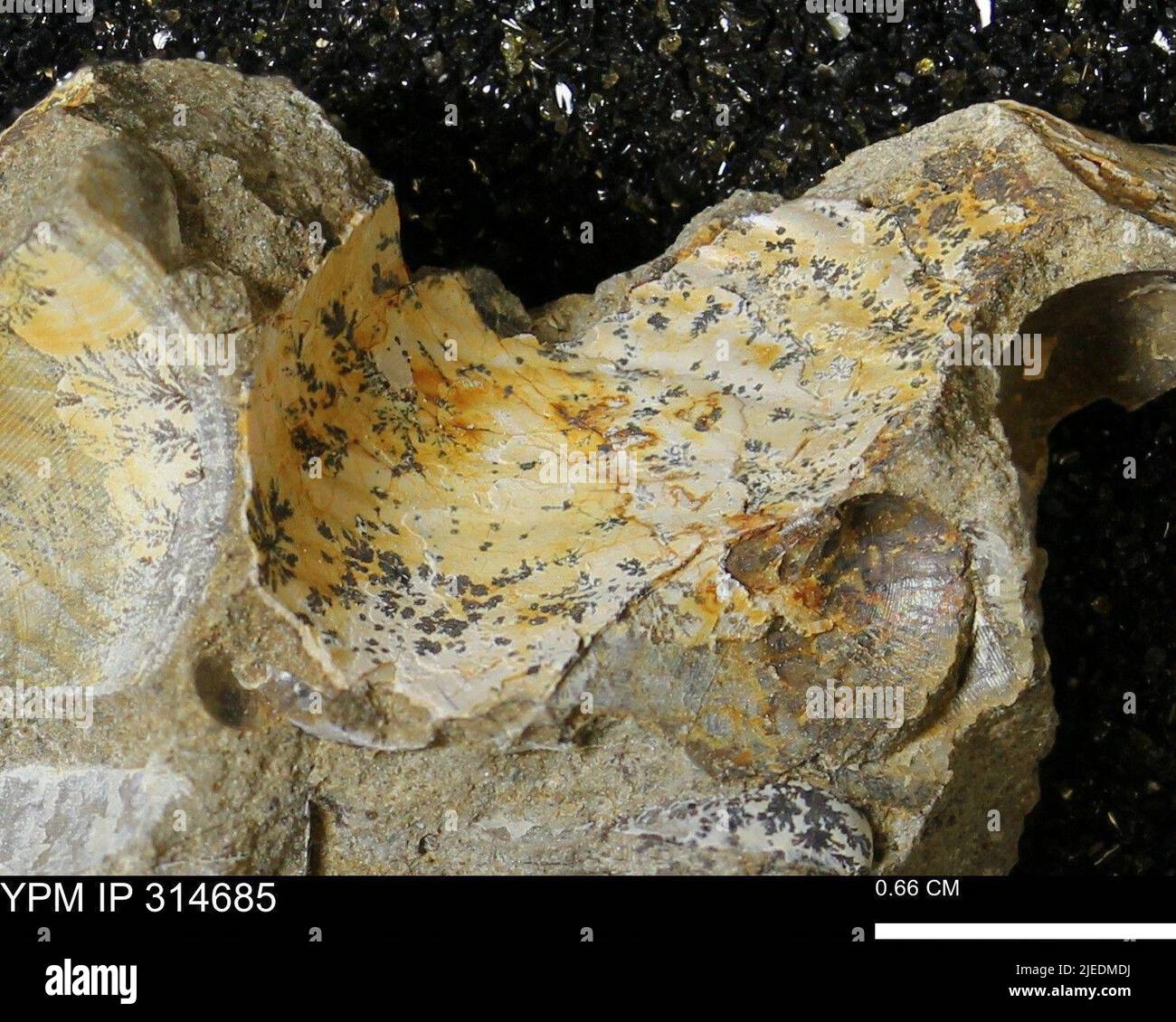 Scaphitidae animalia hi-res stock photography and images - Alamy