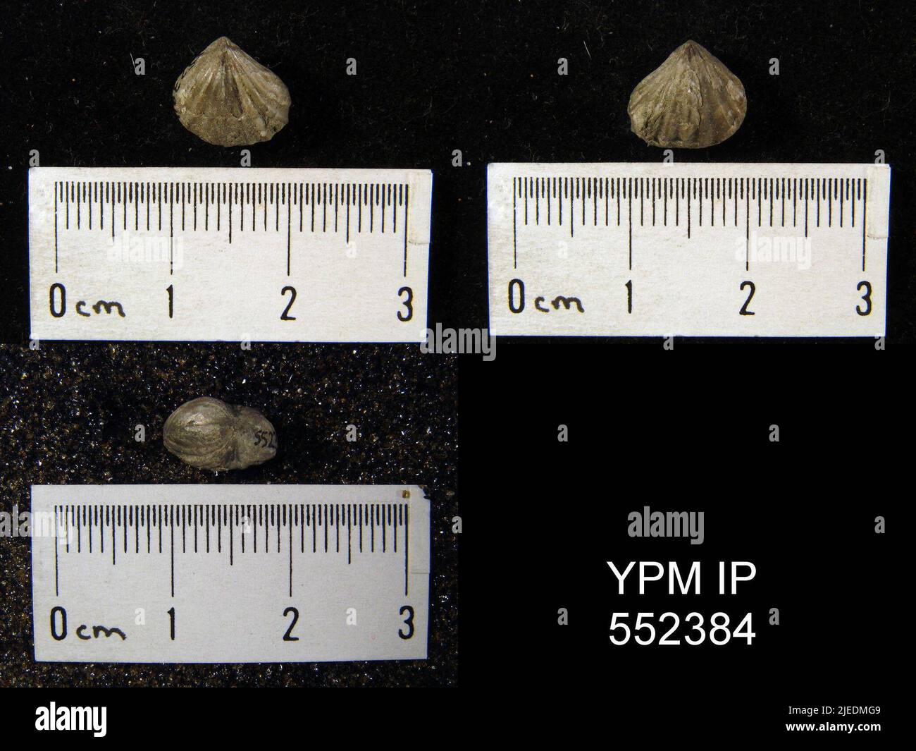 Rhynchonellida hi-res stock photography and images - Alamy