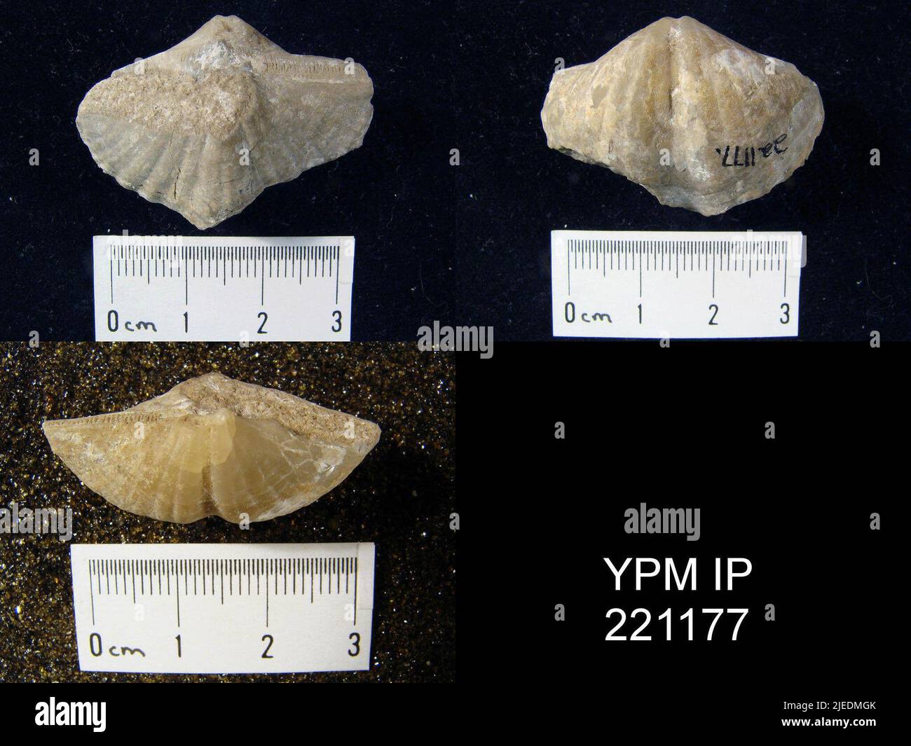 Spirifer sp hi-res stock photography and images - Alamy