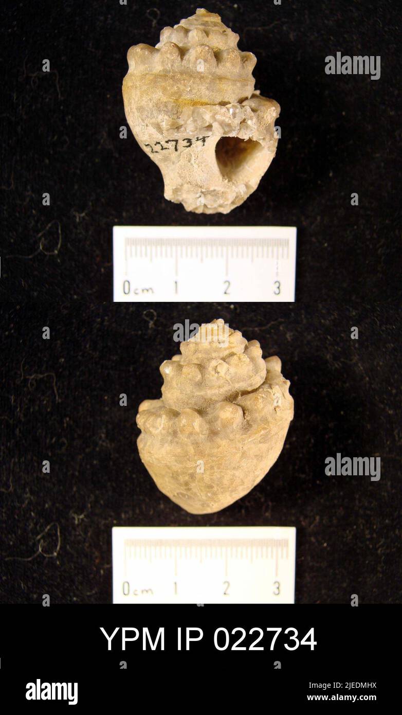 Caenogastropoda hi-res stock photography and images - Alamy