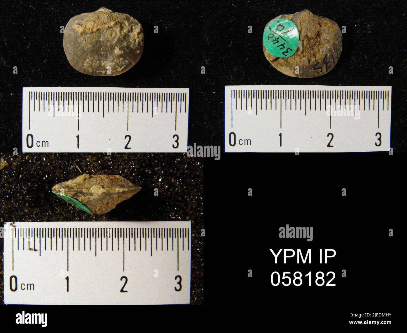 Dalmanella perelegans hall hi-res stock photography and images - Alamy