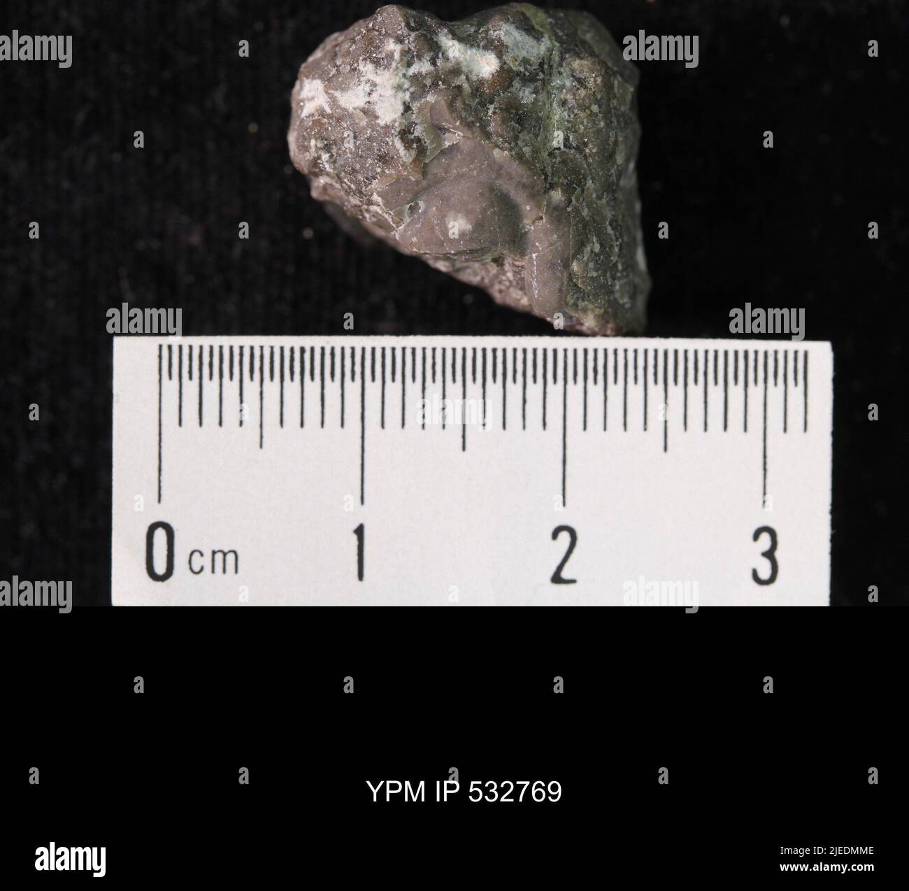 Meteoraspis aff. borealis Lochman Stock Photo - Alamy