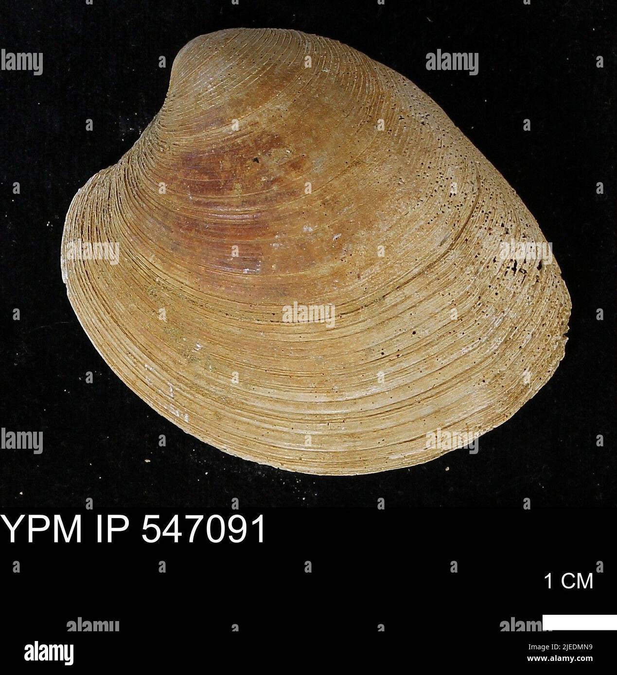 Venus mercenaria hi-res stock photography and images - Alamy