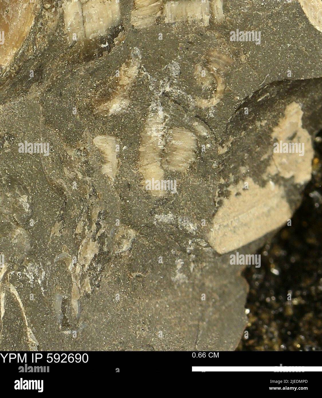 Inoceramidae hi-res stock photography and images - Alamy