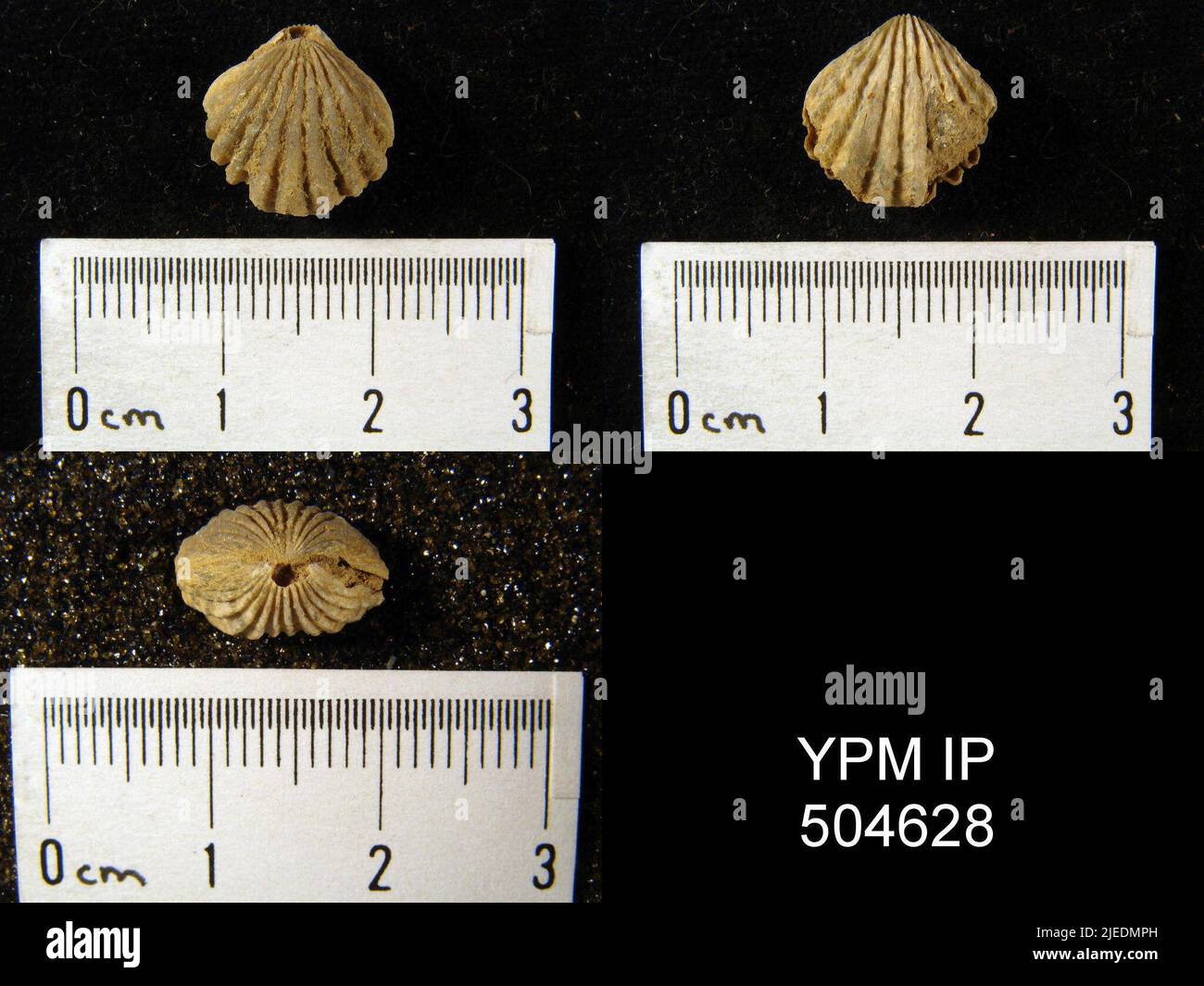 Rhynchonellida hi-res stock photography and images - Alamy