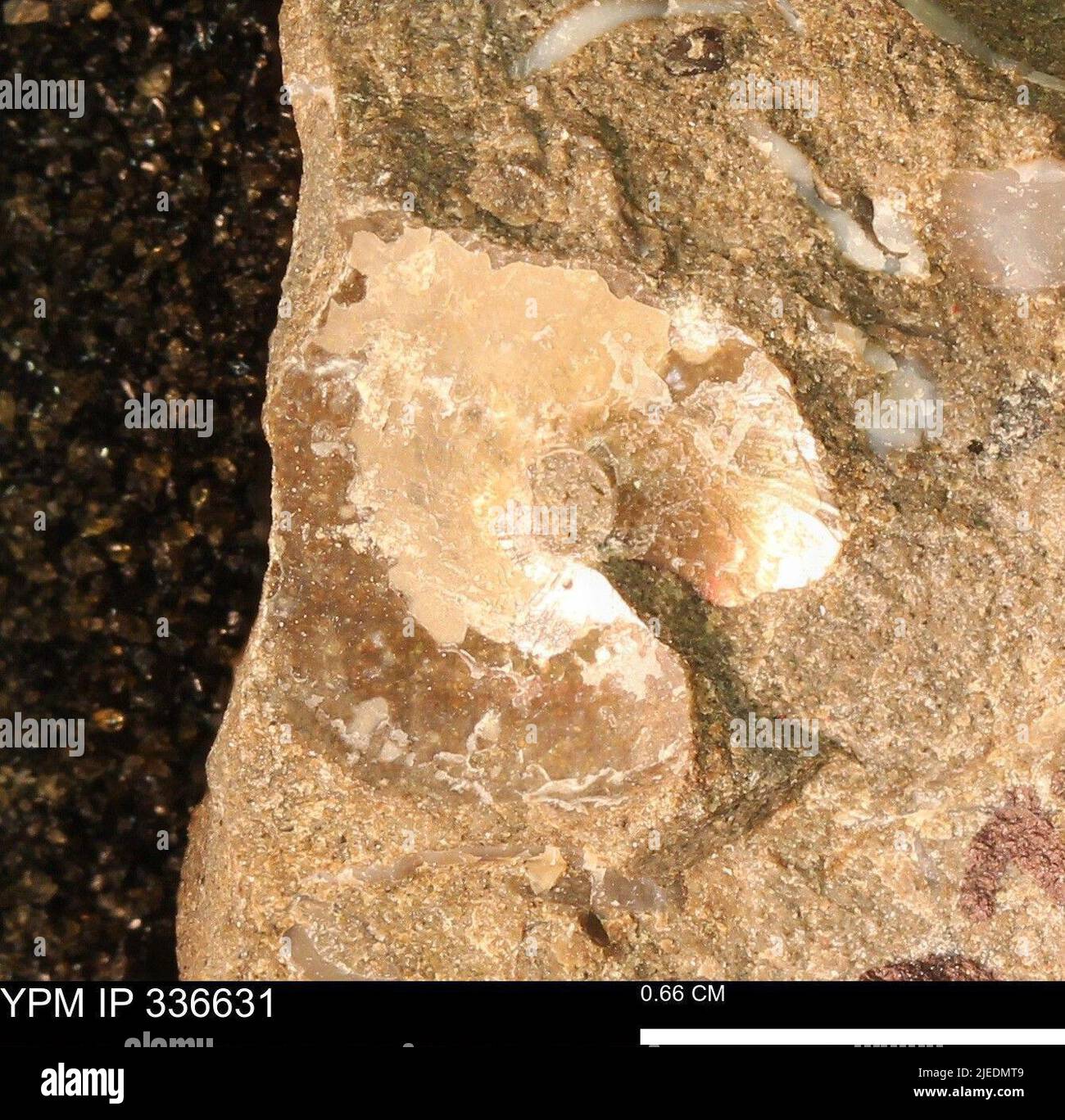 Cephalopoda subclass hi-res stock photography and images - Alamy