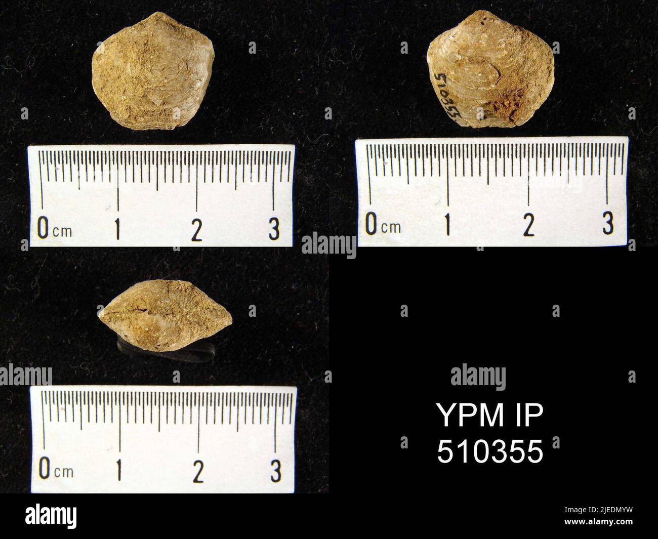 Athyris hi-res stock photography and images - Alamy