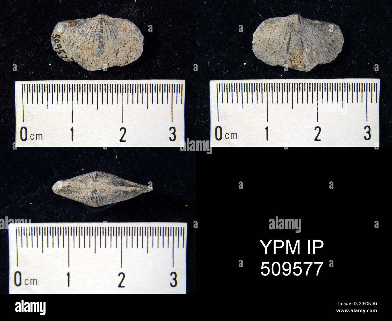 Mucrospirifer sp hi-res stock photography and images - Alamy