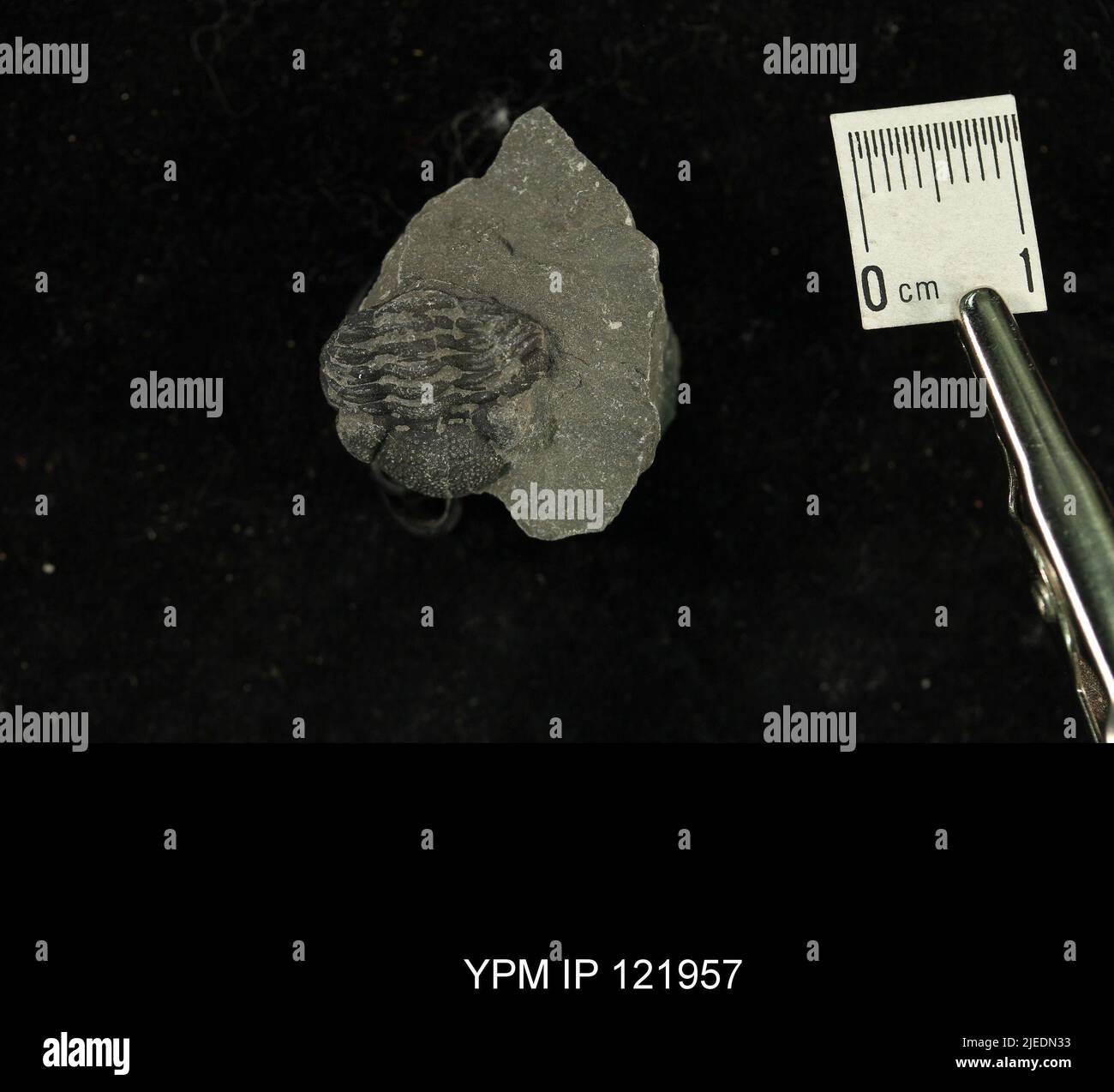 Eldredgeops rana (Green Stock Photo - Alamy