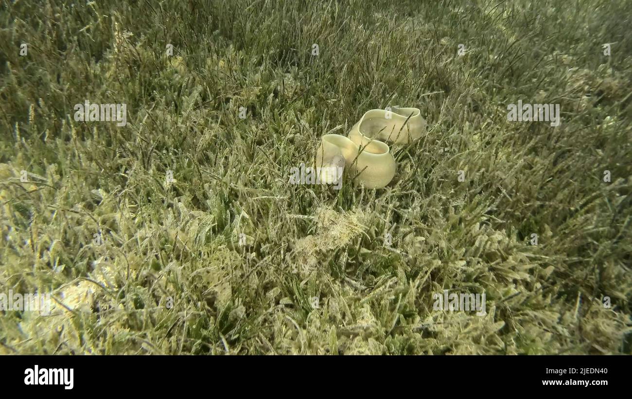 Red Sea, Egypt. 26th June, 2022. Close-up of Moray lie in green ...