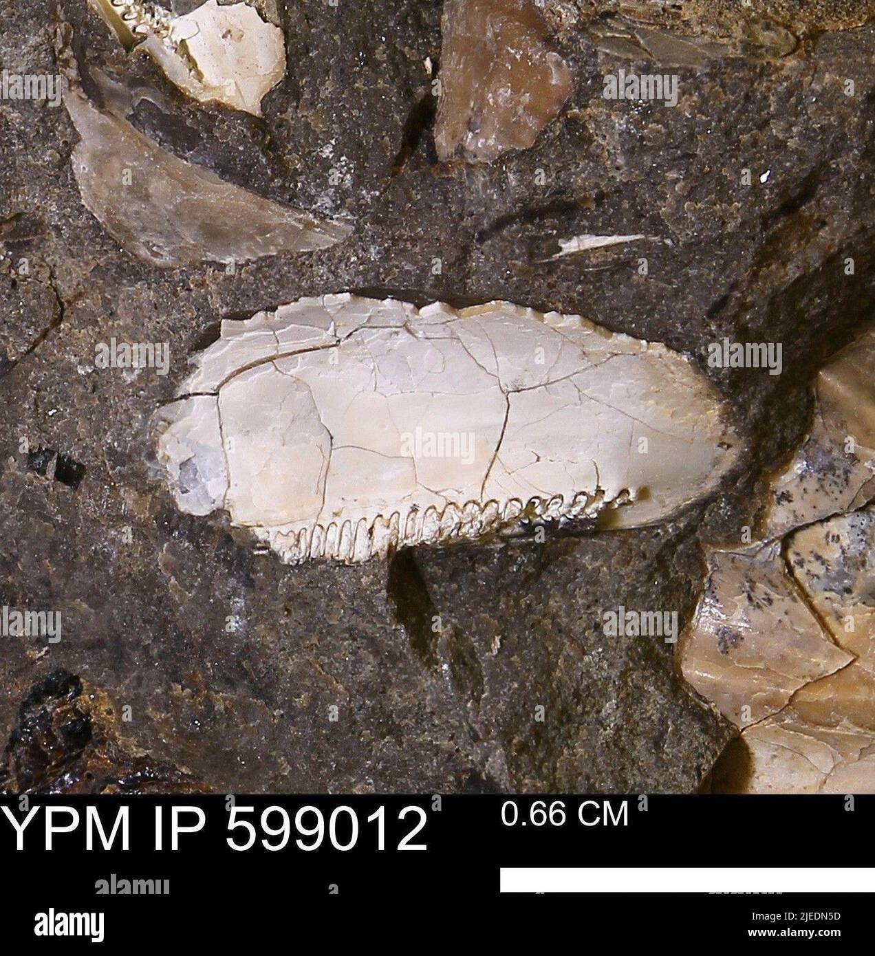 Protobranchia hi-res stock photography and images - Alamy