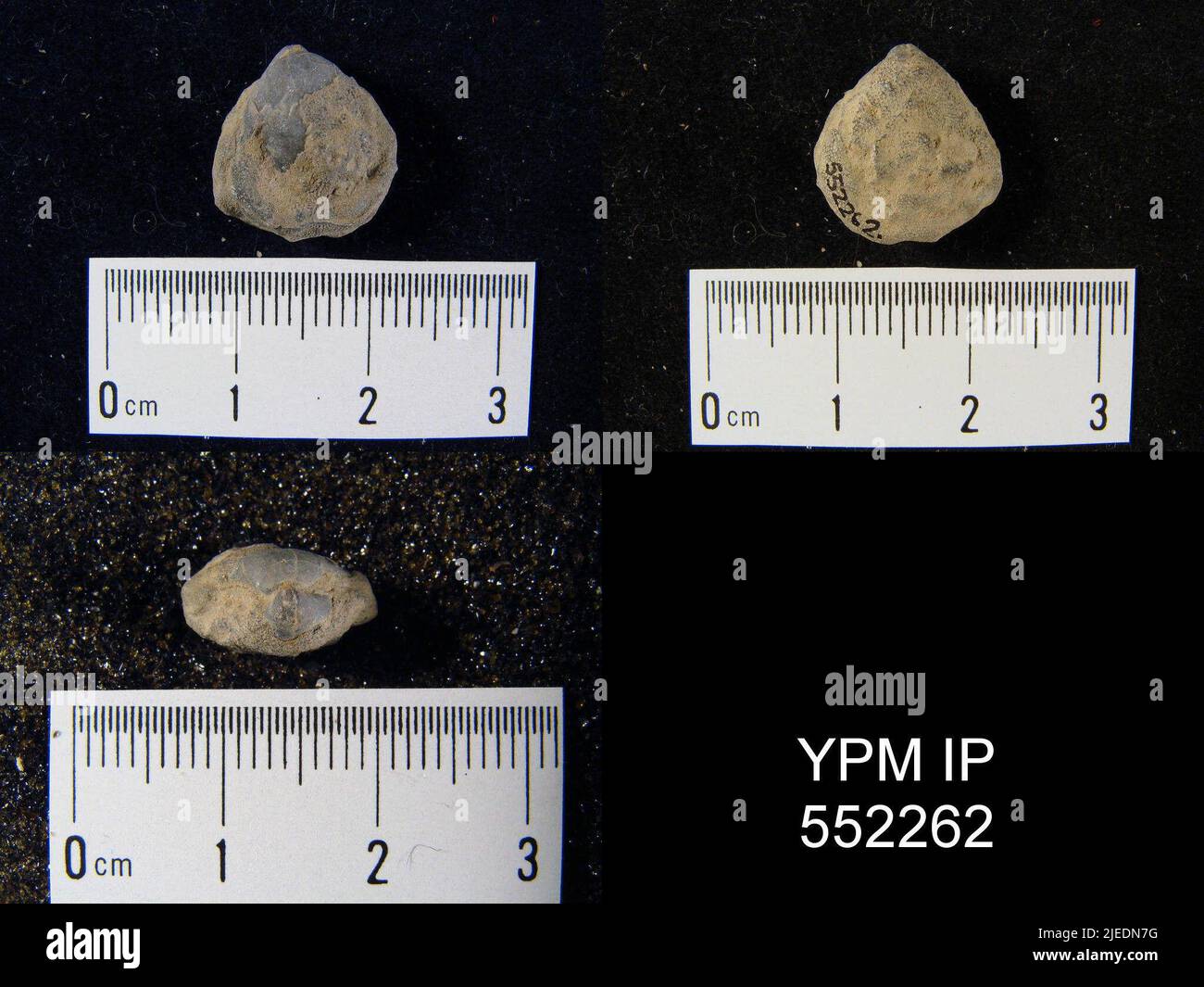 Meristina nitida Hall, 1848 Stock Photo - Alamy