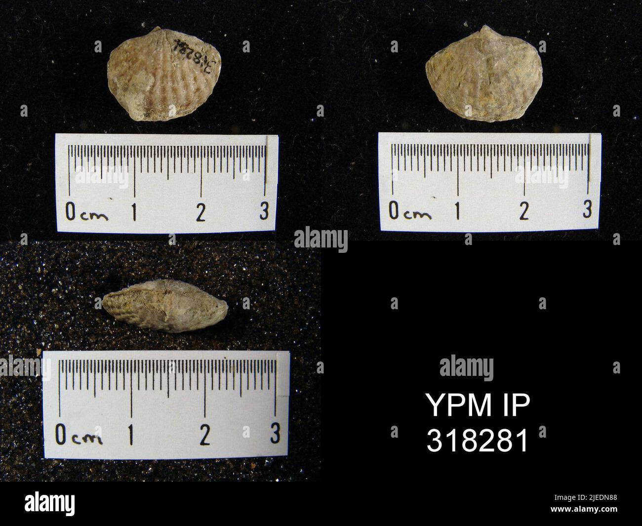 Atrypa hystrix occidentalis hall hi-res stock photography and images ...