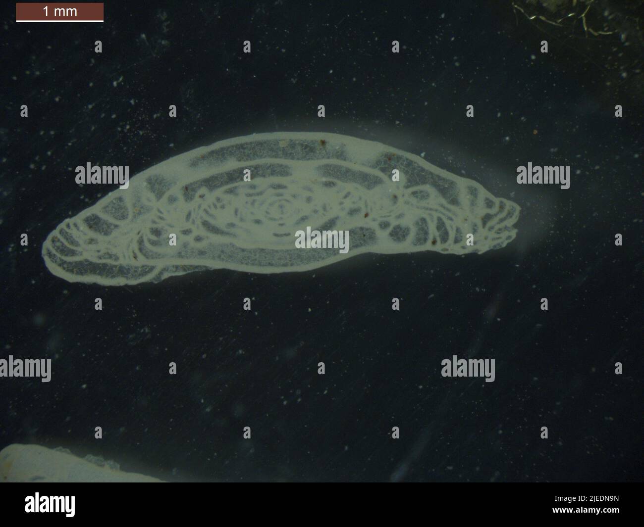 Triticites cullomensis pygmaeus Dunbar & Condra Stock Photo - Alamy