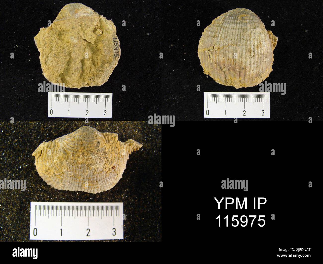 Dictyoclostus welleri animalia hi-res stock photography and images - Alamy