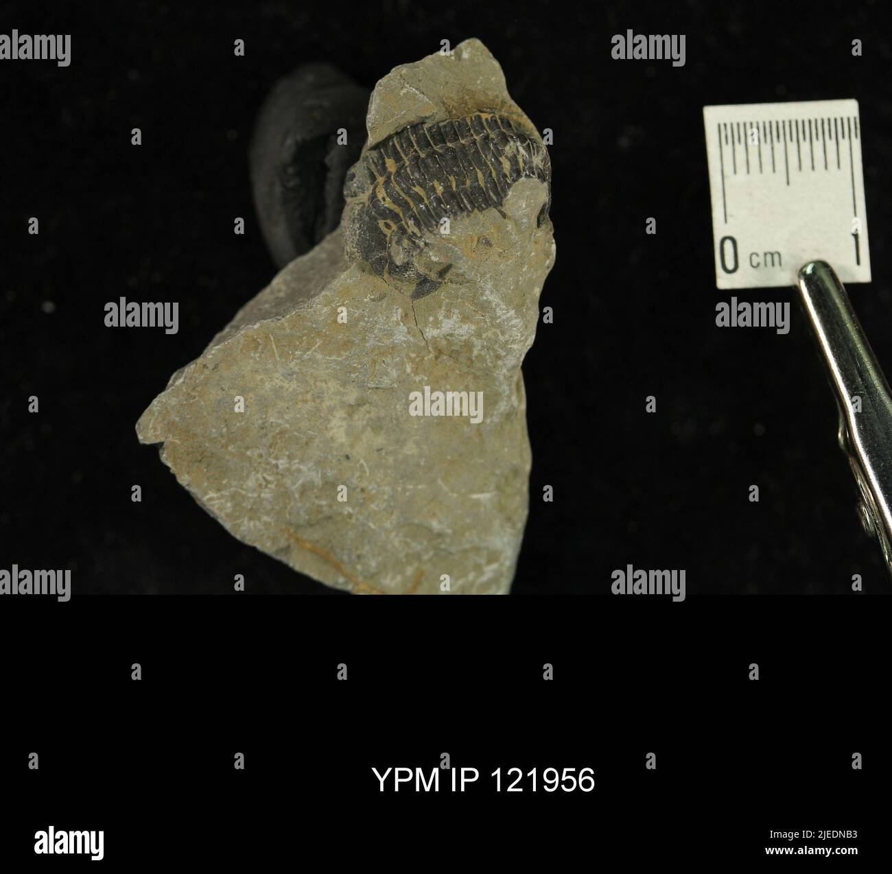 Eldredgeops rana (Green Stock Photo - Alamy