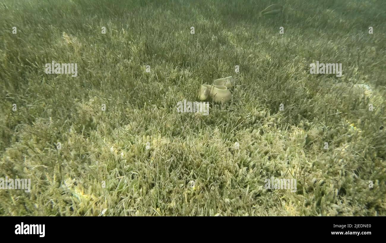 Red Sea, Egypt. 26th June, 2022. Close-up of Moray lie in green ...