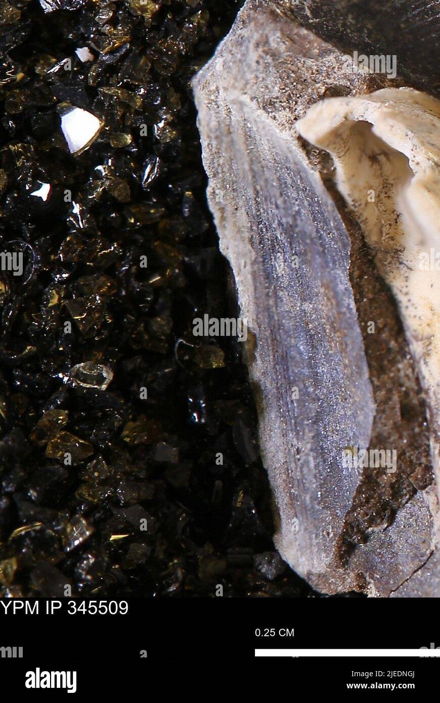 Undet bivalvia animalia hi-res stock photography and images - Alamy