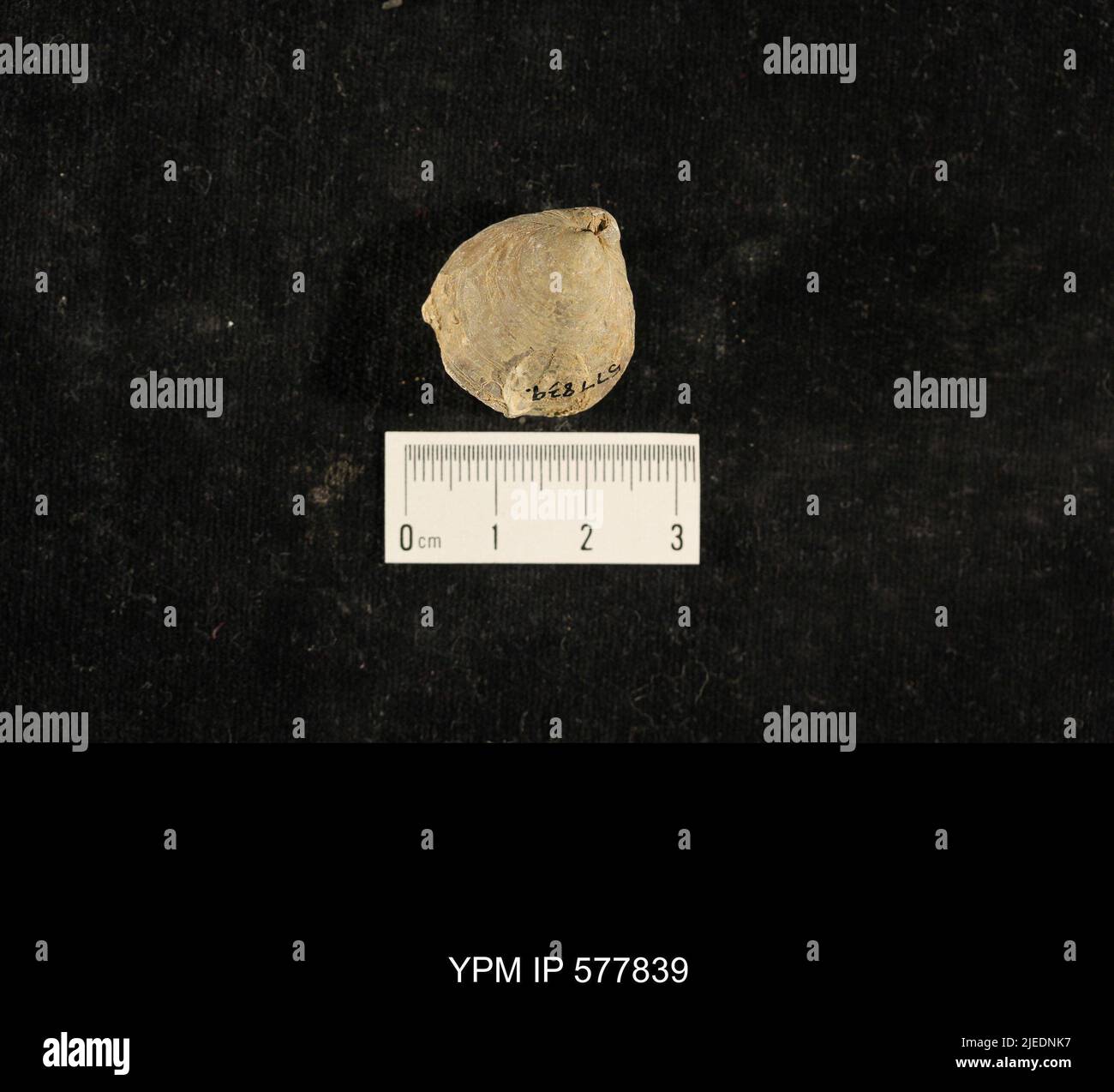 Crania modesta White & St. John, 1868 Stock Photo - Alamy