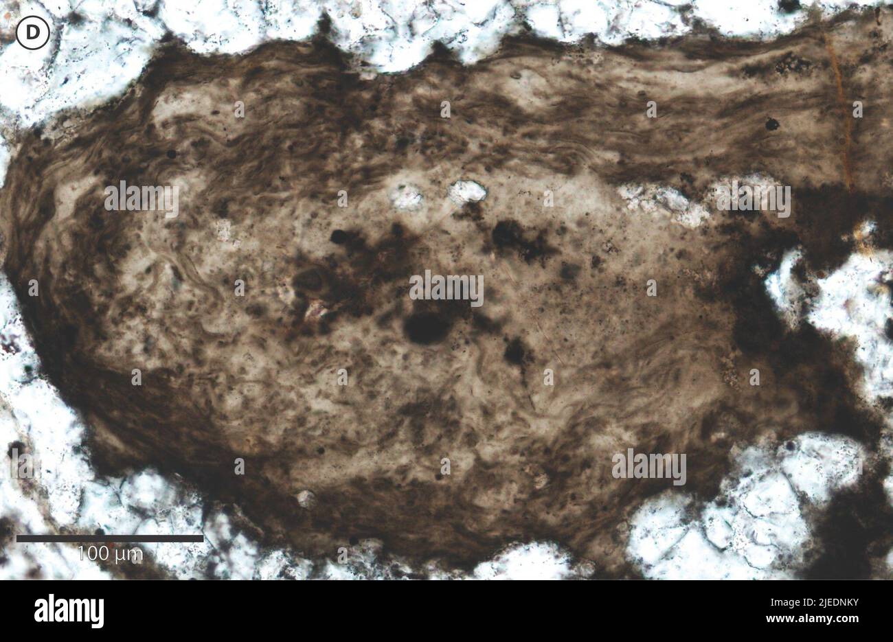 Siphonophycus sp hi-res stock photography and images - Alamy