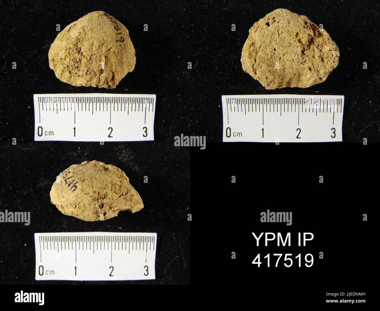 Eatonia medialis vanuxem hi-res stock photography and images - Alamy