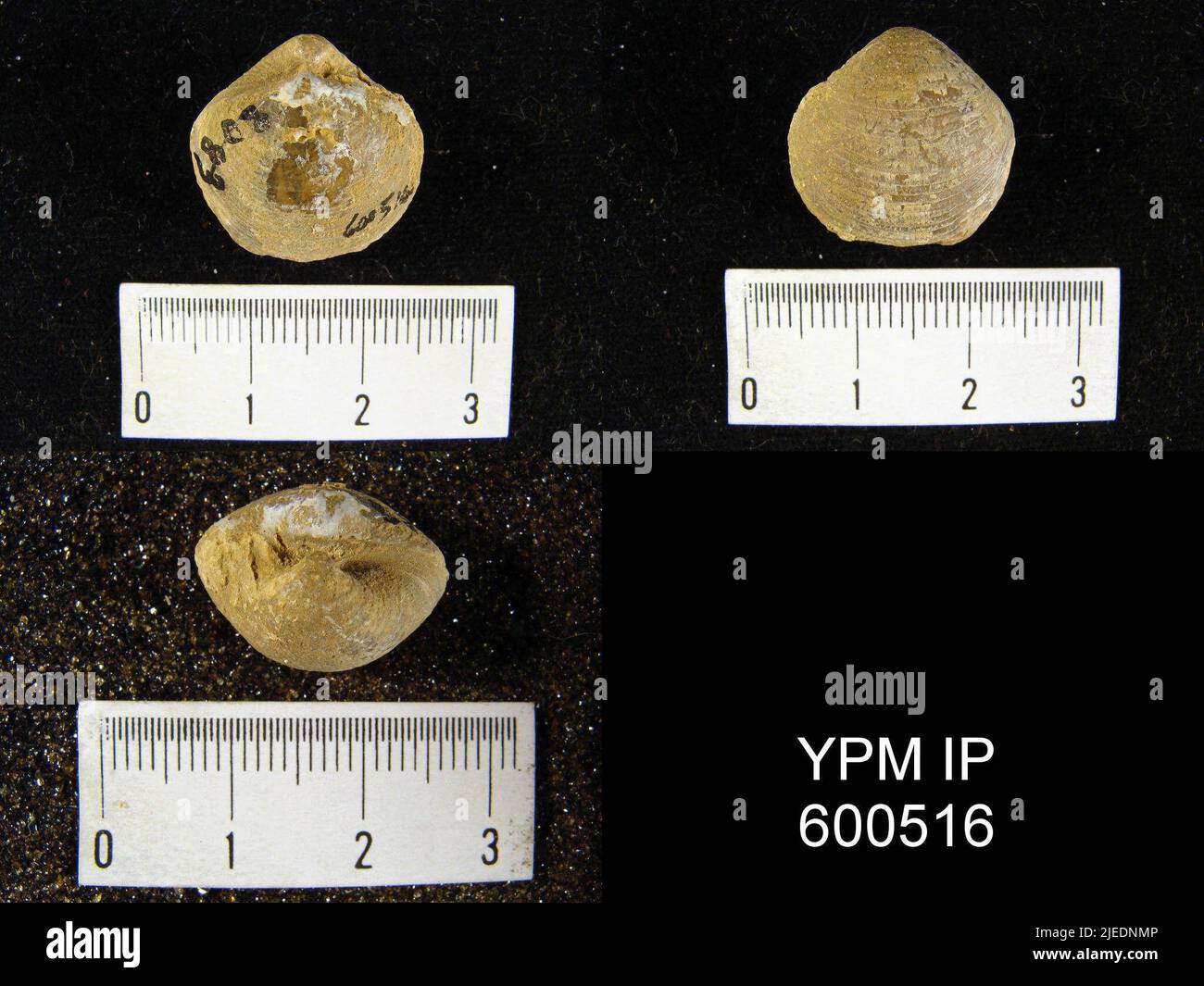 Squamularia perplexa (McChesney Stock Photo - Alamy