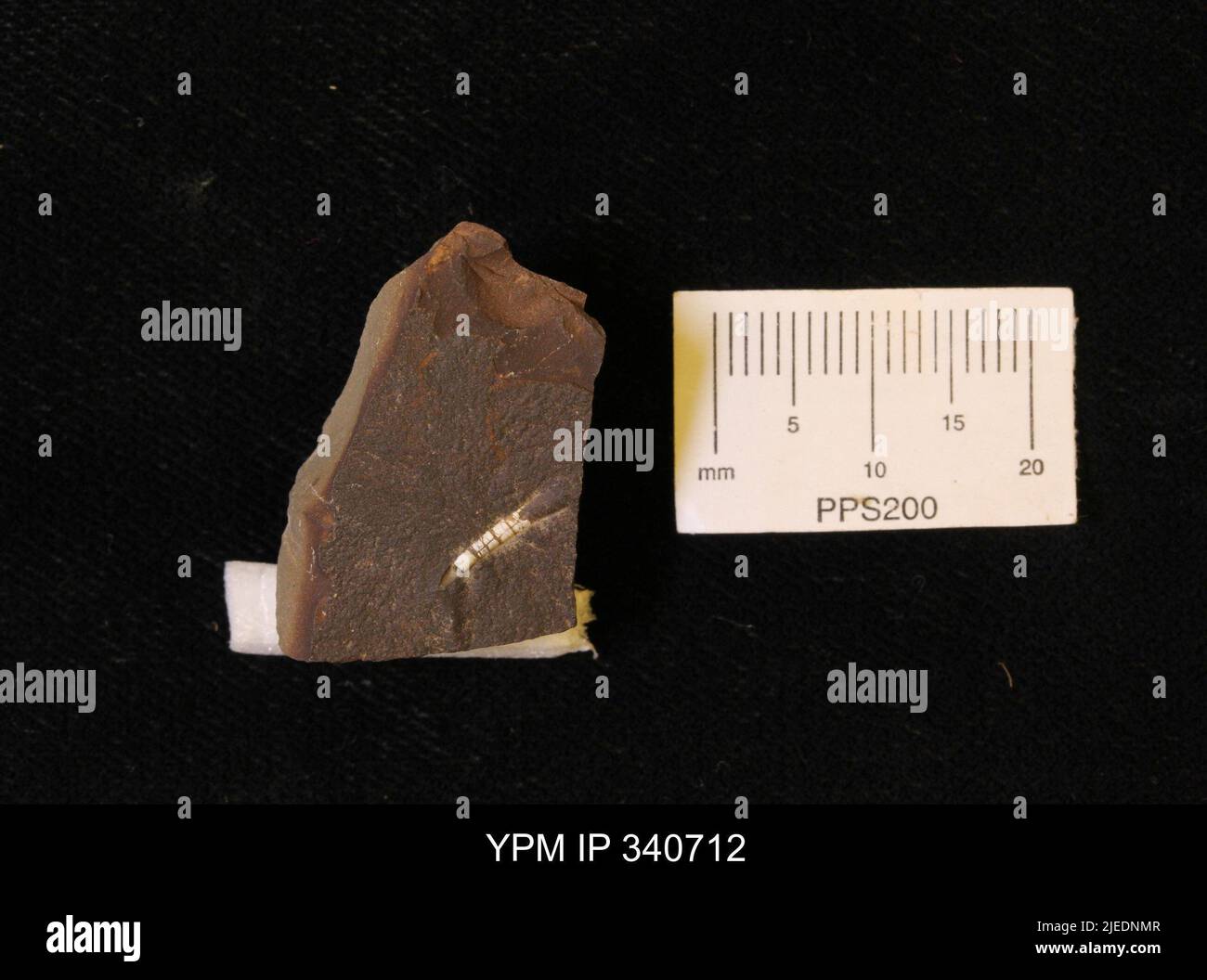 Dentaliidae tusk hi-res stock photography and images - Alamy