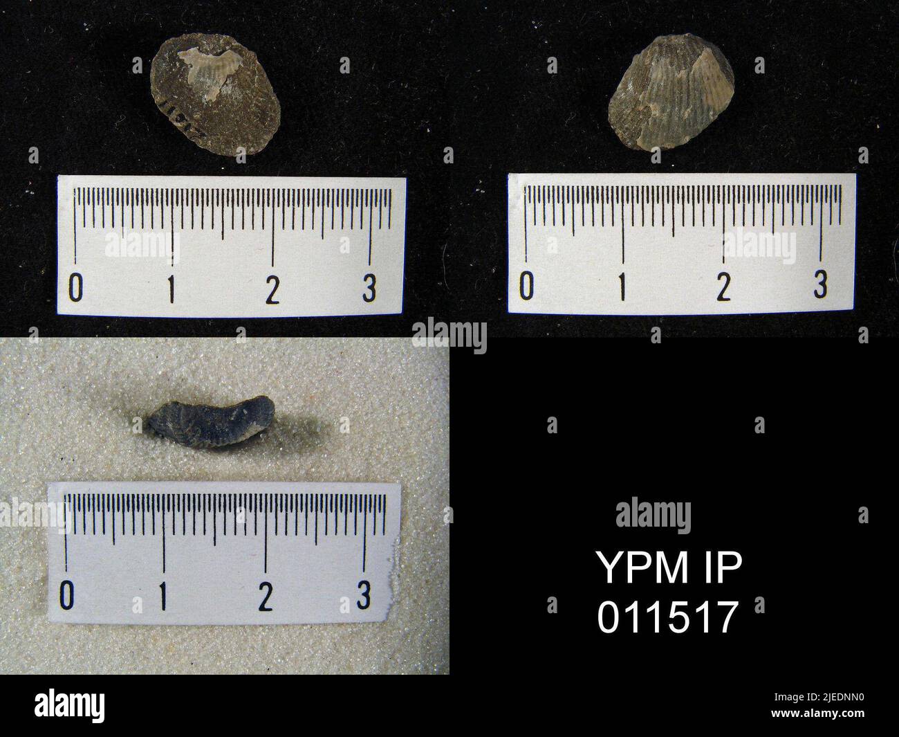 Angustus hi-res stock photography and images - Alamy