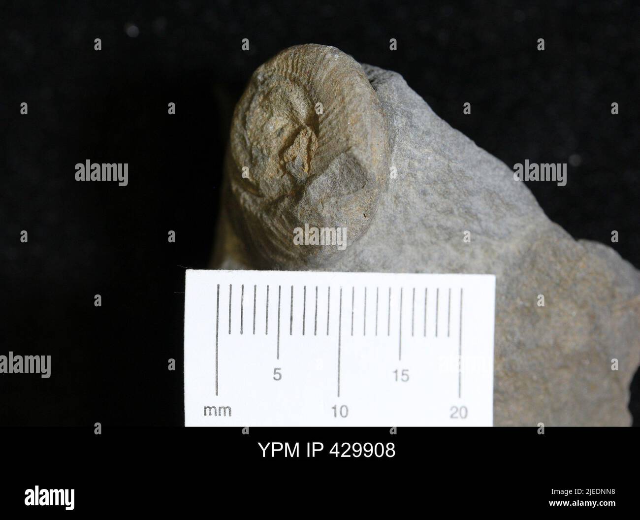 Trepospira rotalia animalia hi-res stock photography and images - Alamy