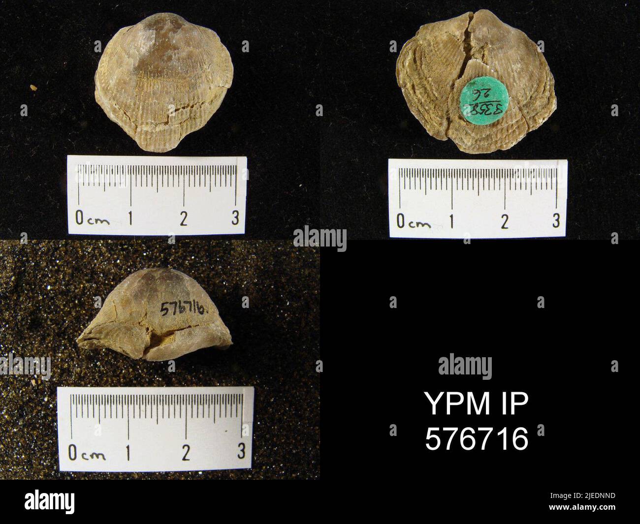 Atrypa sp animalia hi-res stock photography and images - Alamy