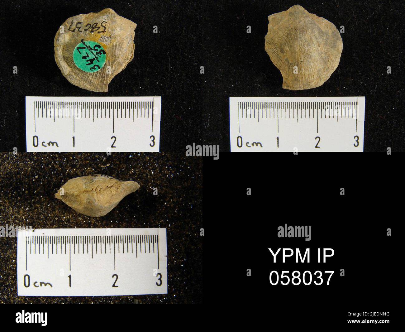 Dalmanella perelegans Hall, 1857 Stock Photo - Alamy