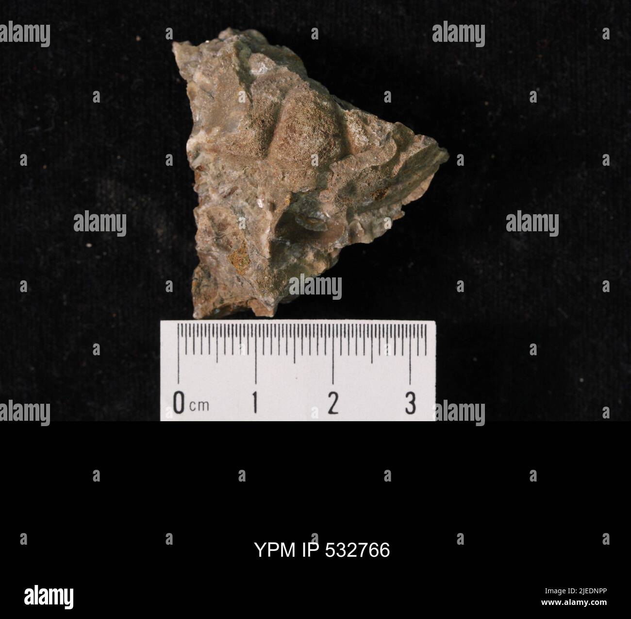 Tricrepicephalus coria animalia hi-res stock photography and images - Alamy