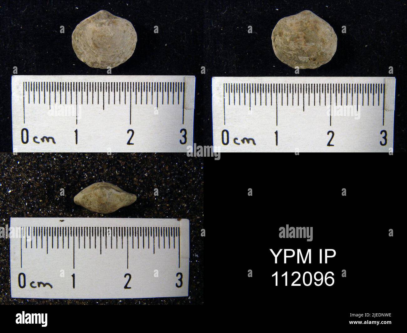 Glassia hi-res stock photography and images - Alamy