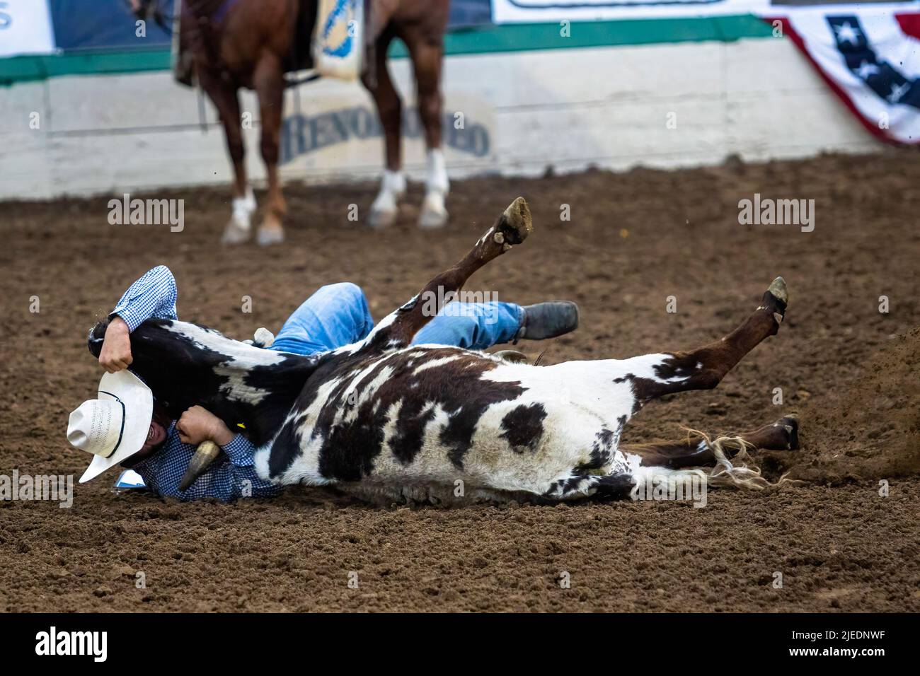 Reno, United States. 25th June, 2022. Mike McGinn 2022 Steer Wrestling ...