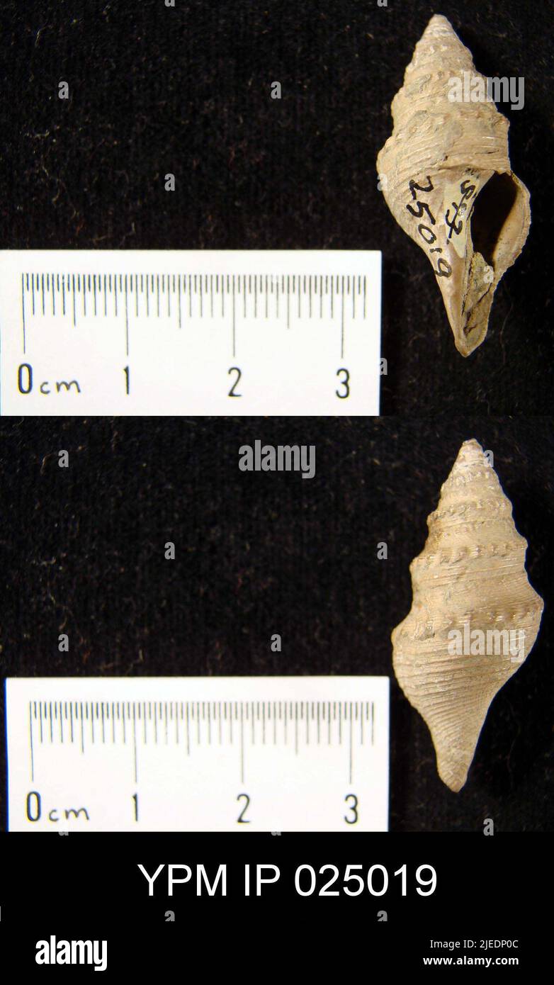 Neogastro hi-res stock photography and images - Alamy