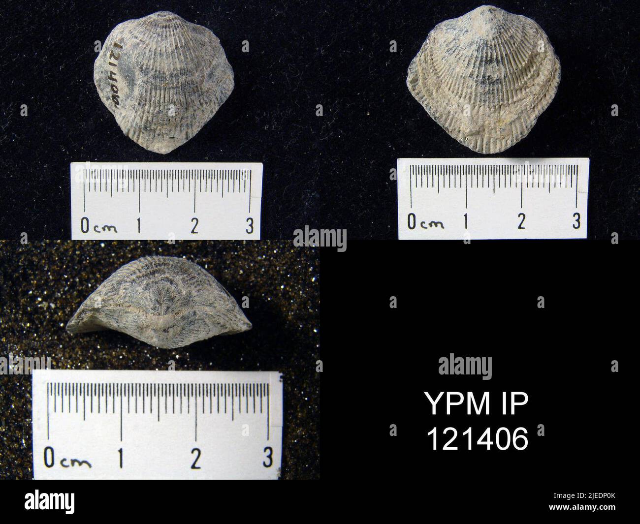 Atrypa sp animalia hi-res stock photography and images - Alamy